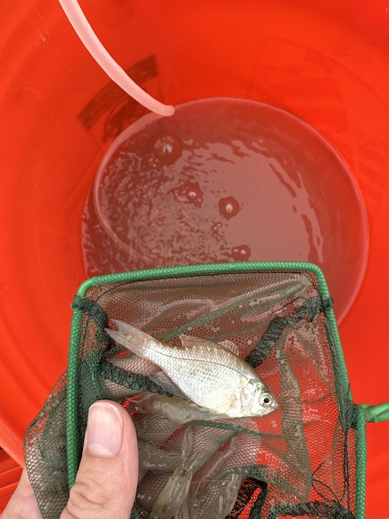 White Crappie from Tri City Beach Rd, Beach City, TX, US on May 8, 2024 ...