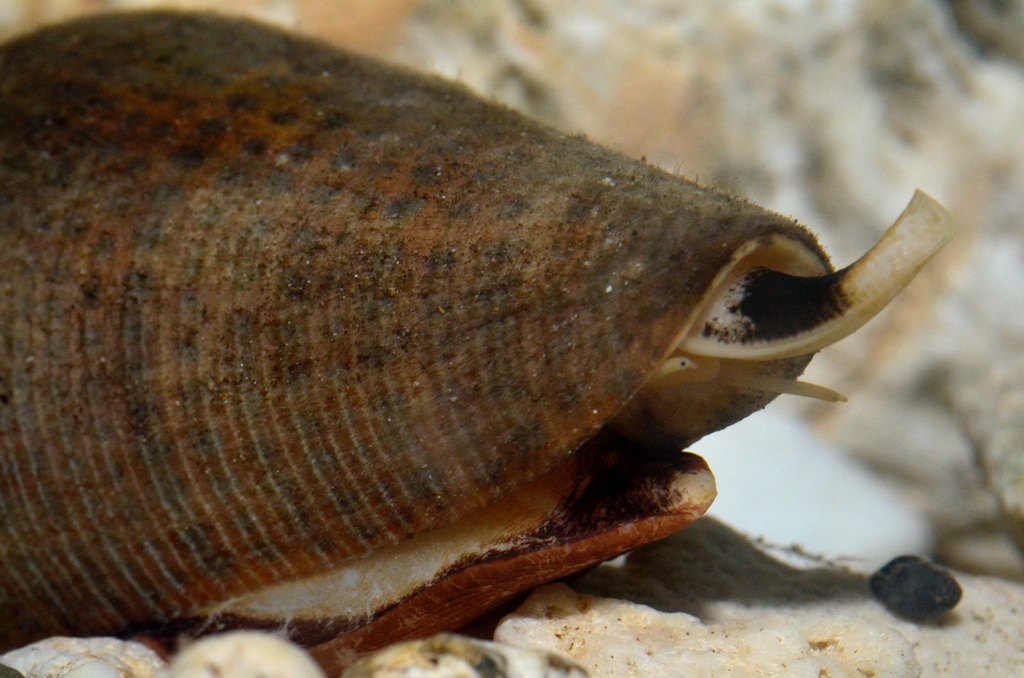 Leopard Cone from Pamandzi, Mayotte on July 22, 2013 at 05:15 AM by ...