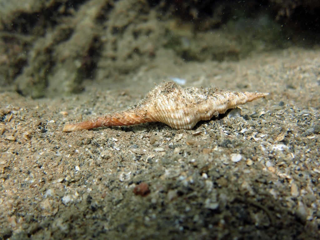 Fusinus colus from Mayotte on March 19, 2011 at 10:42 AM by verneau ...