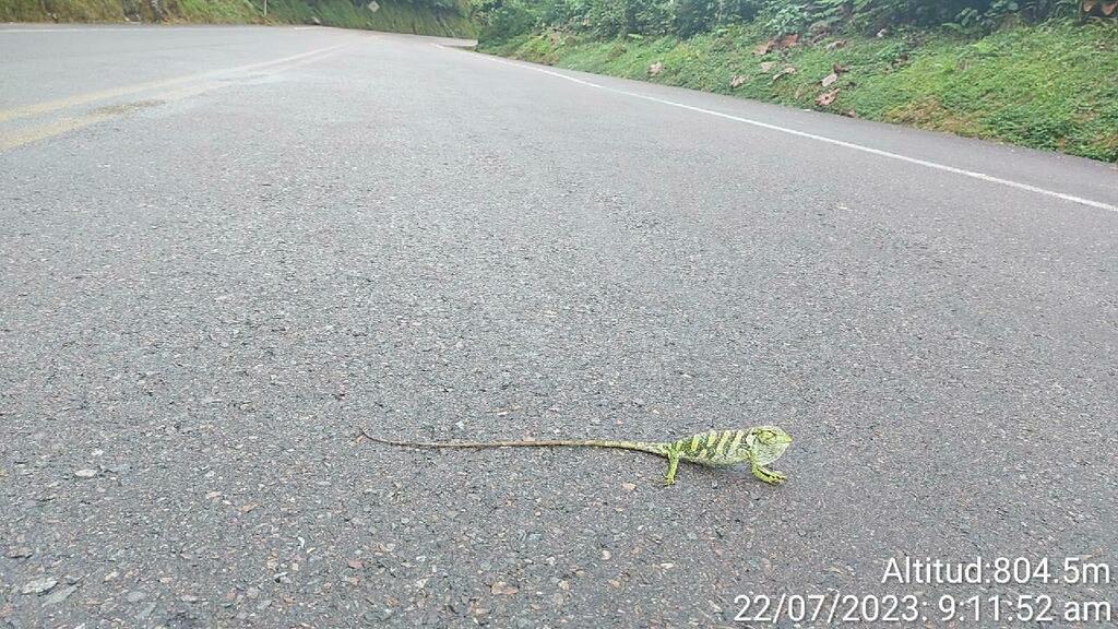 Common Monkey Lizard from Florencia, Caquetá, Colombia on July 24, 2023 ...