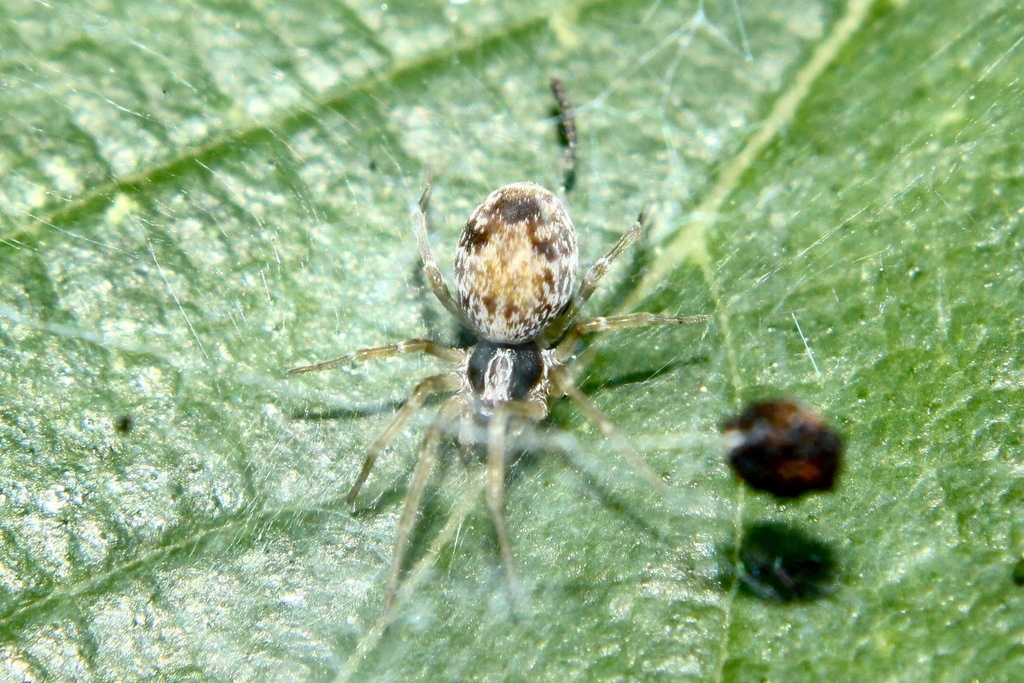 Long-spined Thread Meshweaver from Alameda Ave, Duncanville, TX, US on ...