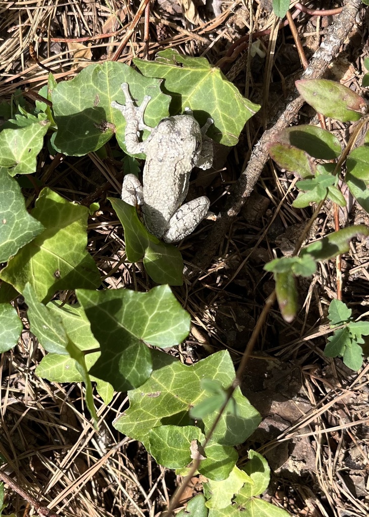 Cope's Gray Treefrog from Culbreth Park Dr, Chapel Hill, NC, US on ...