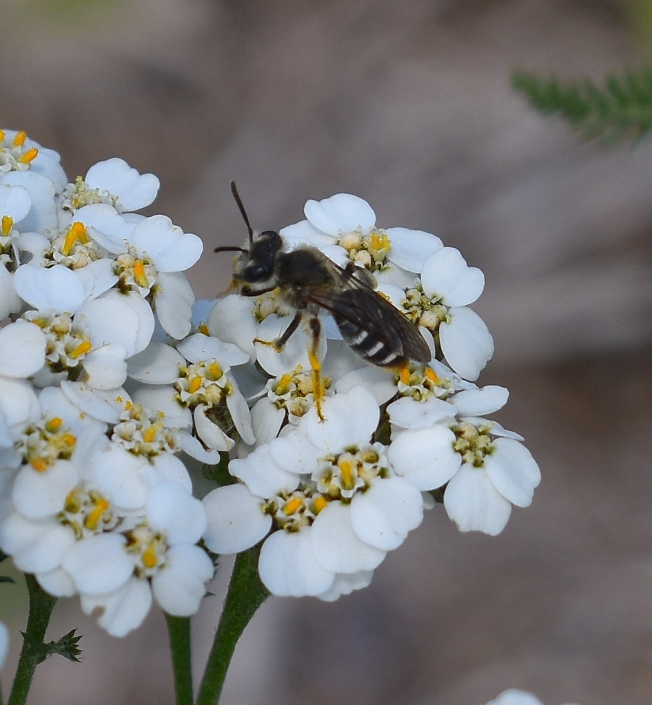 Bees from FBP Native Plant Nursery Lane County, OR, USA on May 7, 2024 ...
