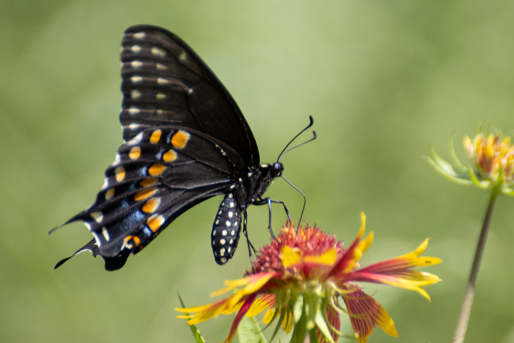 Black Swallowtail from Garland, TX, USA on May 7, 2024 at 02:12 PM by ...