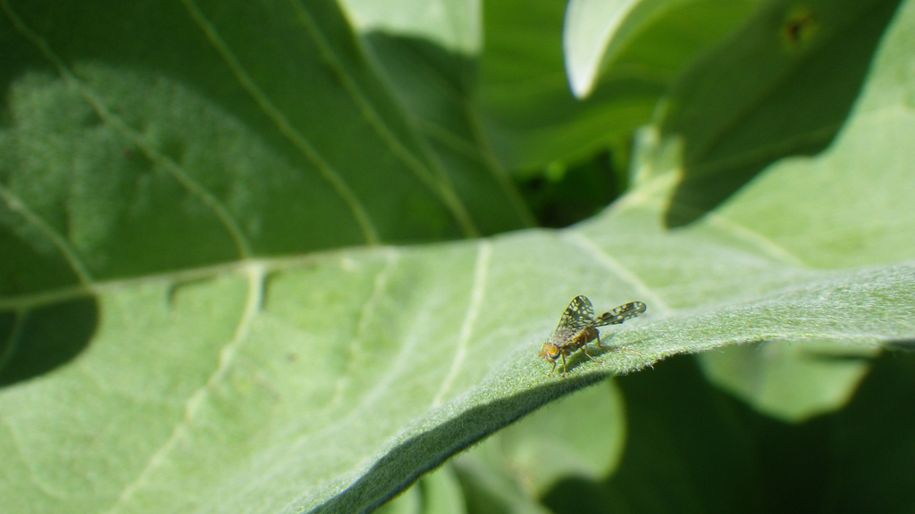 Sunflower Seed Maggot from Spokane County, US-WA, US on June 5, 2014 at ...