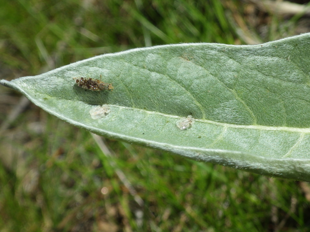 Sunflower Seed Maggot from , Washington, United States on April 10 ...