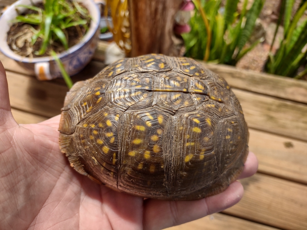 Ornate Box Turtle in May 2024 by Stephen. I couldn't get her to show me ...