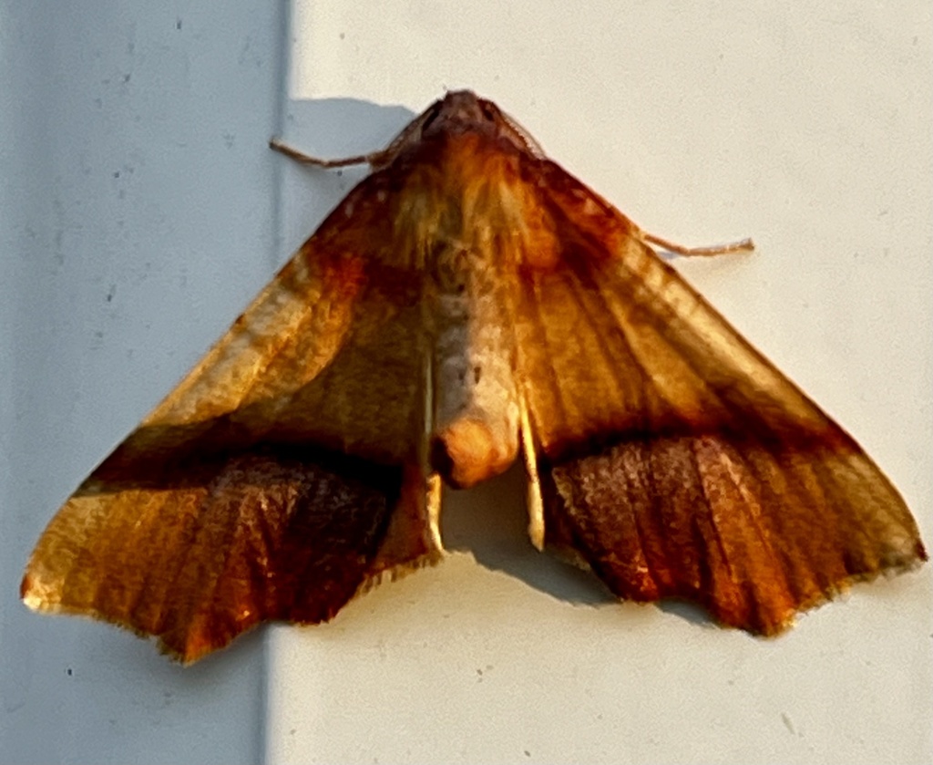 Straight-lined Plagodis Moth from Goodhue Rd, Derry, NH, US on May 8 ...
