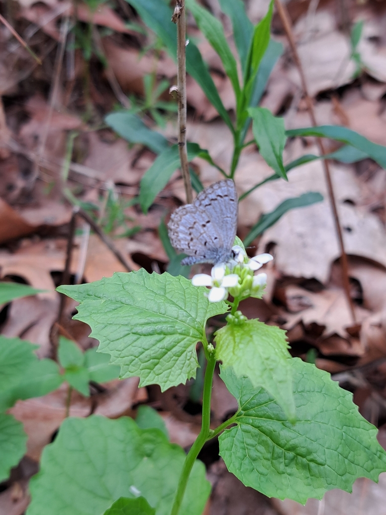 Holarctic Azures from Turkey Point, ON N0E 1T0, Canada on May 4, 2024 ...