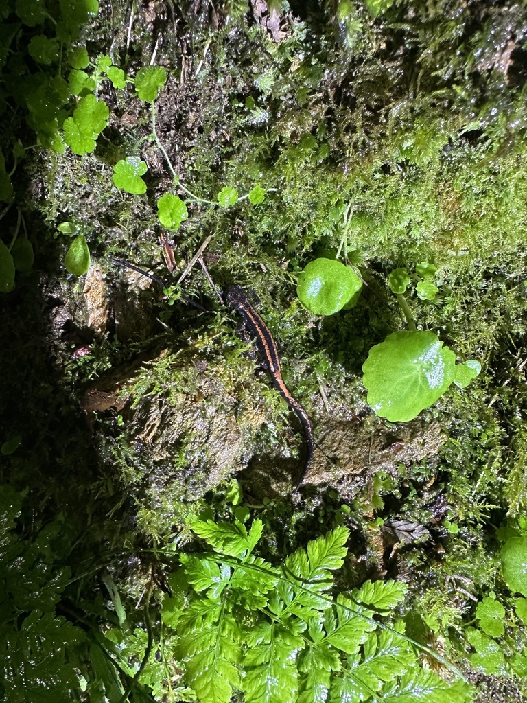 Gold-striped salamander from Rúa Costa do Pincho, Carral, A Coruña, ES ...