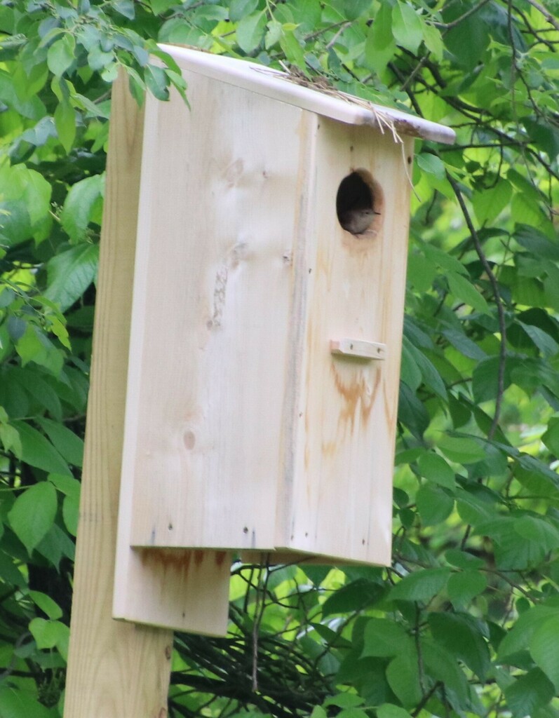 Perching Birds from Poolesville, MD 20837, USA on May 08, 2024 at 10:18 ...