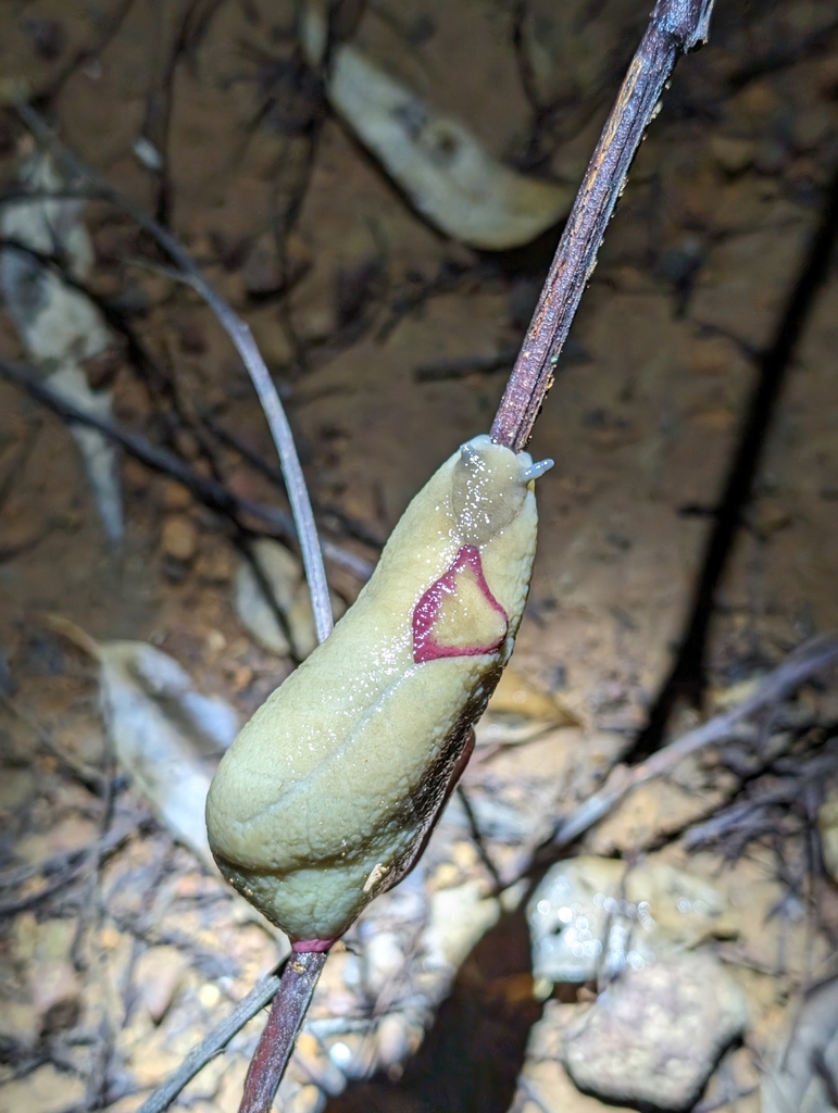 Red Triangle Slug from Redbank Creek QLD 4312, Australia on May 9, 2024 ...