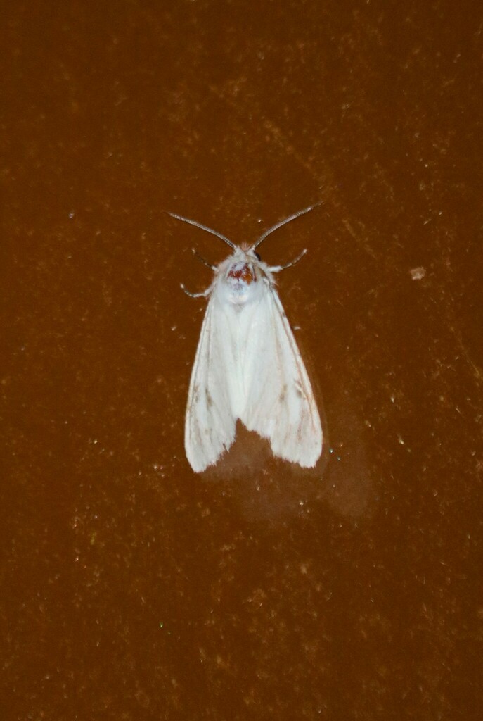 Fall Webworm Moth from Montgomery County, TX, USA on May 7, 2024 at 10: ...