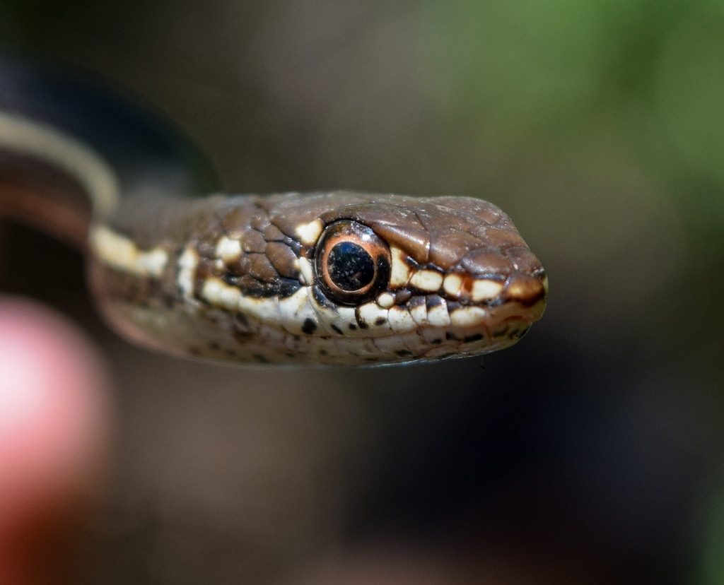 California Striped Racer from Glendora, CA 91741, USA on May 6, 2024 at ...