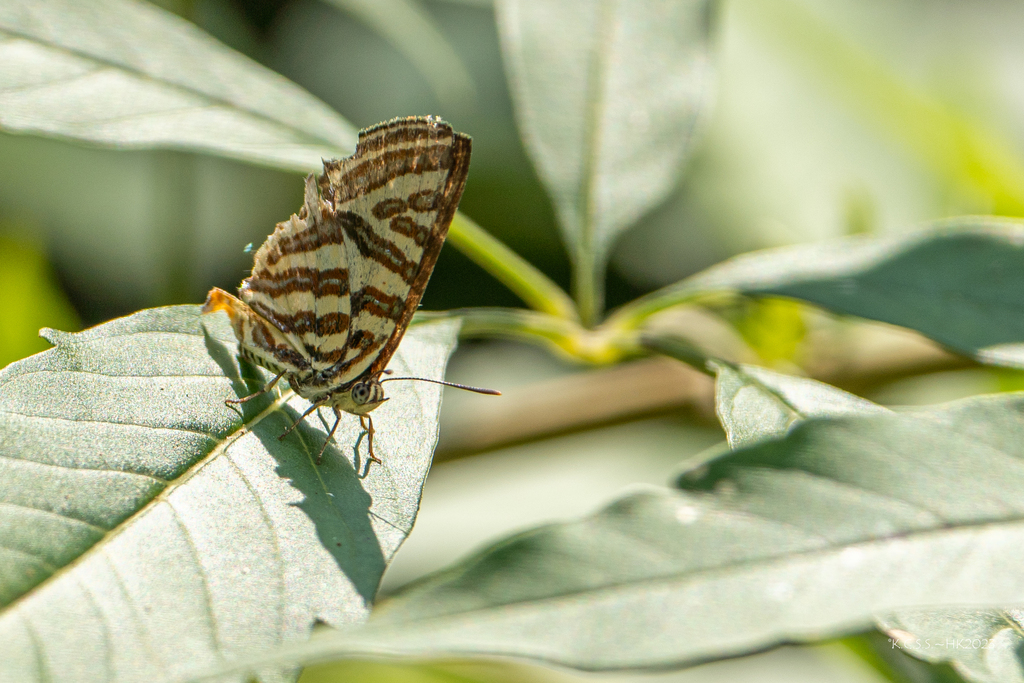 Long-banded Silverline in September 2023 by kcss · iNaturalist