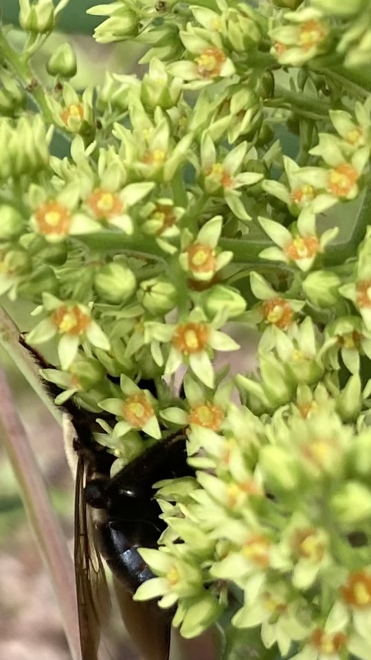 smooth sumac in May 2024 by kkt. bumble bees in blossoms · iNaturalist