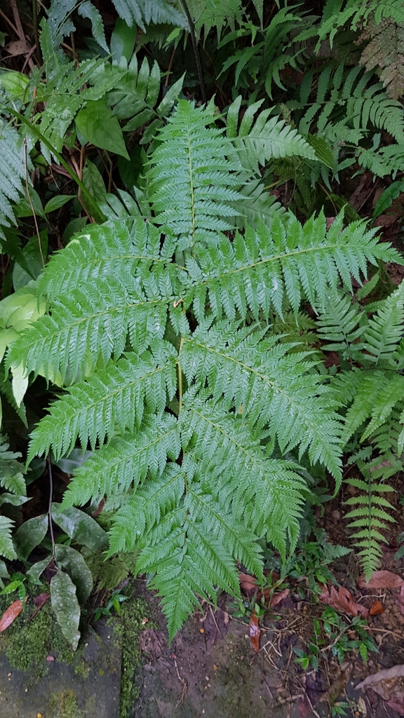 Flying Spider Monkey Tree Fern from 106台灣台北市大安區富陽街富陽自然生態公園 on May 4 ...