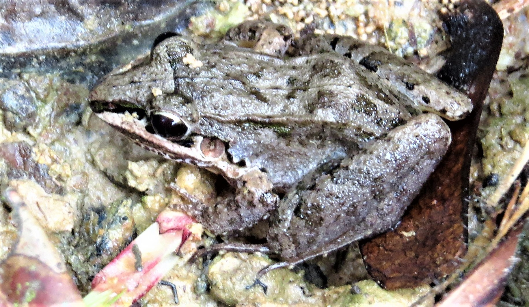Leptodactylus longirostris Boulenger, 1882