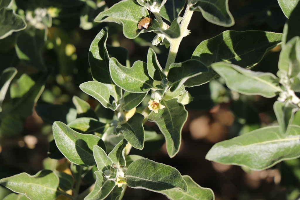 Rennet from Nagtegaal Street, Aalwyndal, Mossel Bay on May 6, 2024 at ...