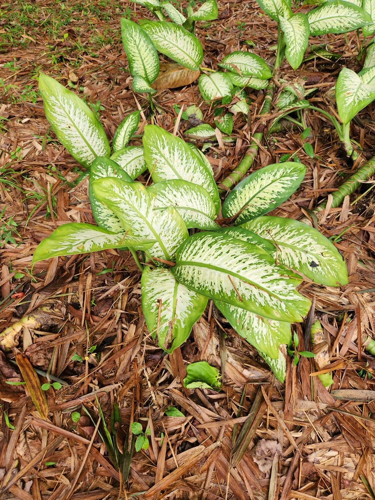 tuftroot in April 2024 by Patrick Jackson · iNaturalist