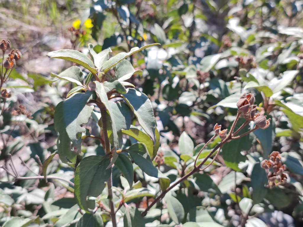 Laurel-leaved Cistus from Salda Gölü, Yeşilova, Burdur, Turkey on April ...