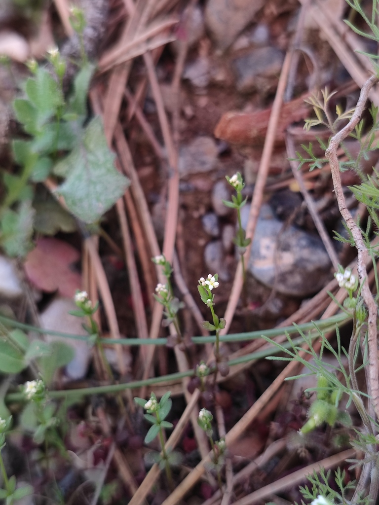 bedstraws from Salda Gölü, Yeşilova, Burdur, Turkey on April 10, 2024 ...
