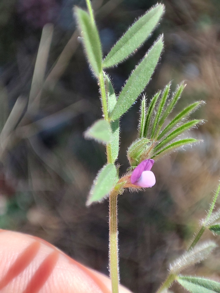 spring vetch from Salda Gölü, Yeşilova, Burdur, Turkey on April 10 ...