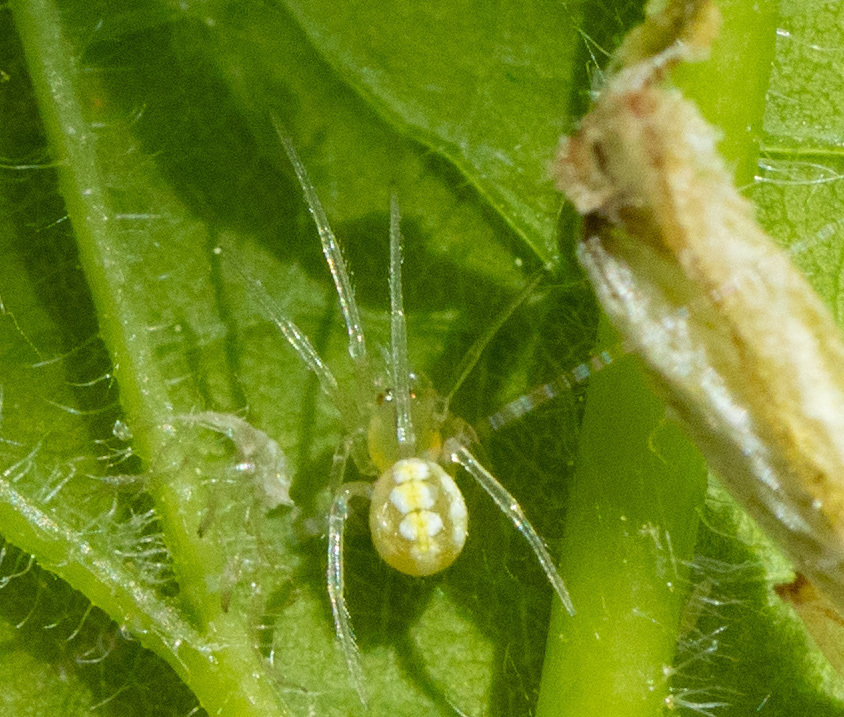 Typical Cobweb Spiders from Centerville, OH, USA on May 8, 2024 at 12: ...