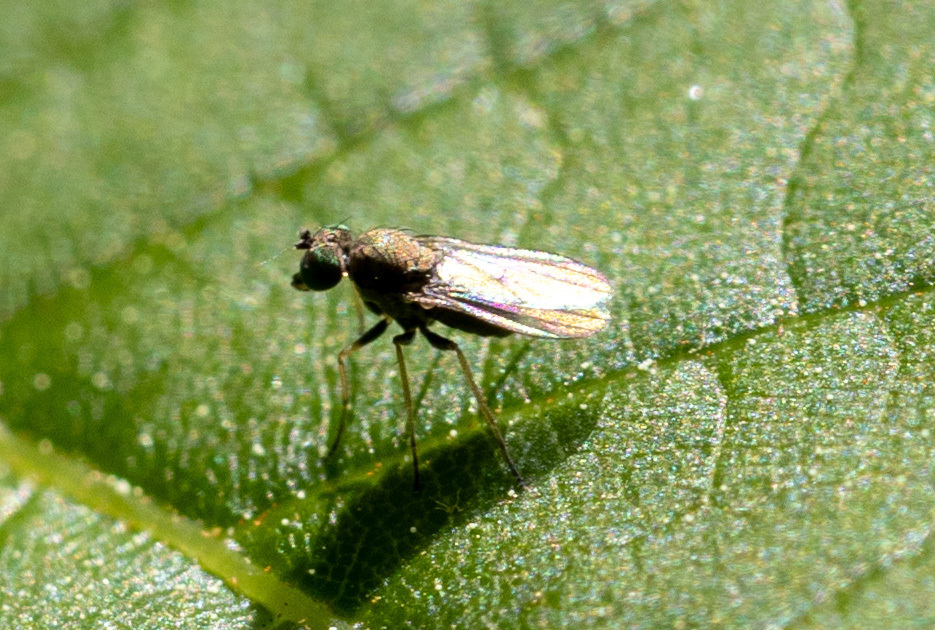 Chrysotus from Centerville, OH, USA on May 8, 2024 at 12:54 AM by ...