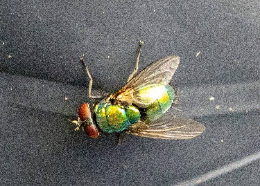 Common European Greenbottle Fly from Centerville, OH, USA on May 8 ...