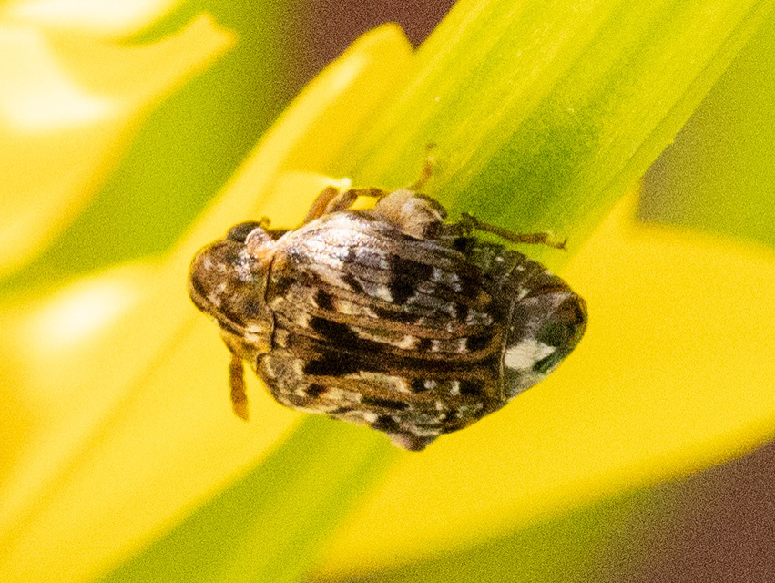 Redbud Seed Weevil from Centerville, OH, USA on May 8, 2024 at 12:11 AM ...