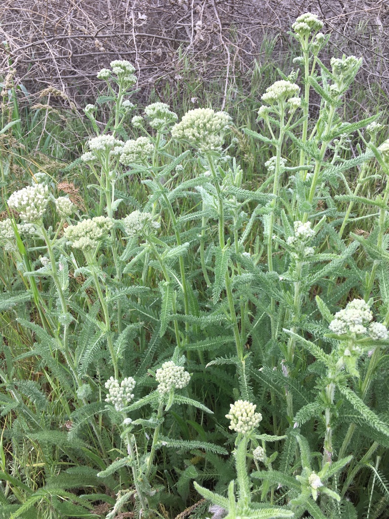 common yarrow from Asotin, WA, USA on May 8, 2024 at 09:28 AM by John ...
