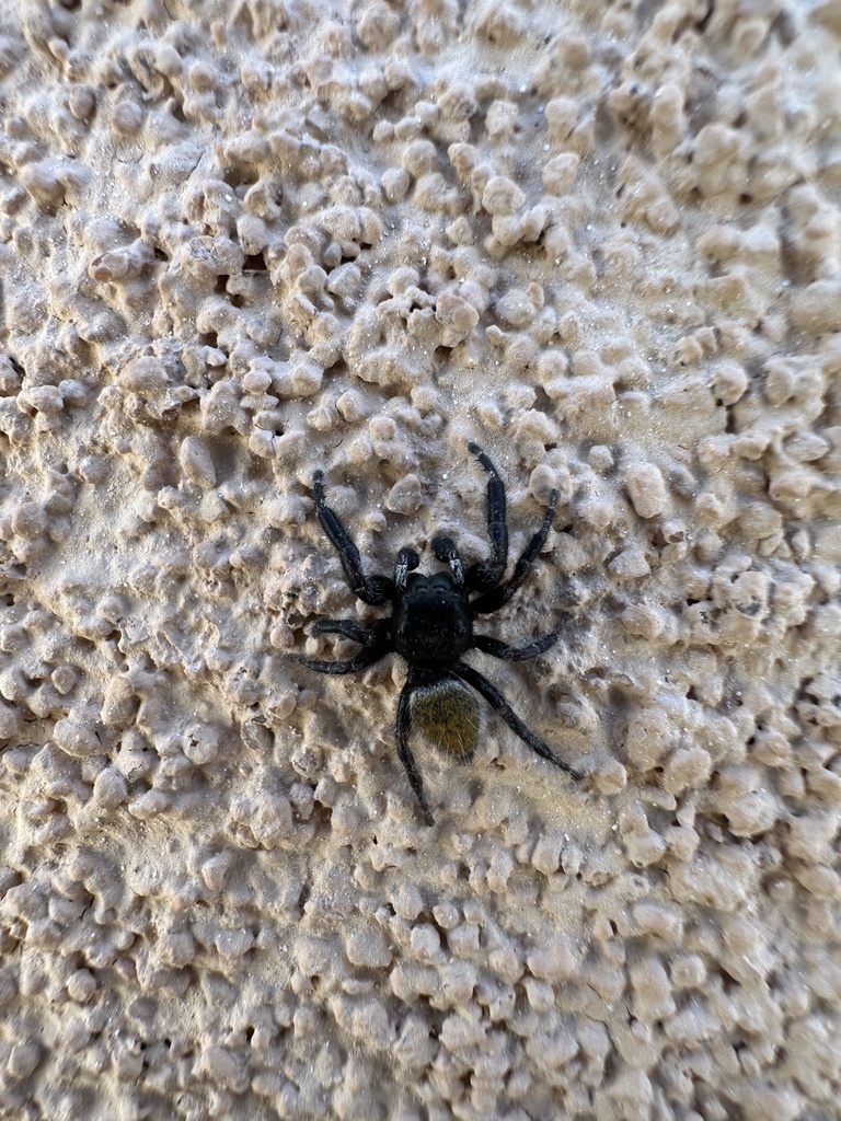 Grayish Jumping Spider from SW 100th St, Denton, NE, US on May 8, 2024 ...
