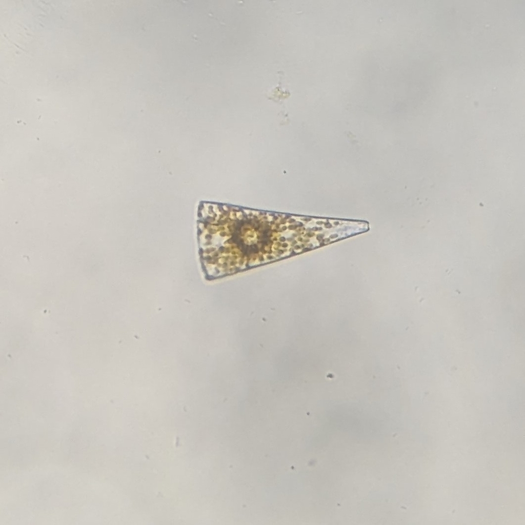 Licmophora from El Baix Empordà, Girona, Espanya on May 7, 2024 at 10: ...
