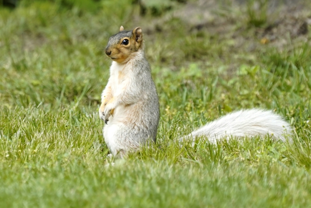 Fox Squirrel from Northwest High School, Indianapolis, IN, USA on May 8 ...