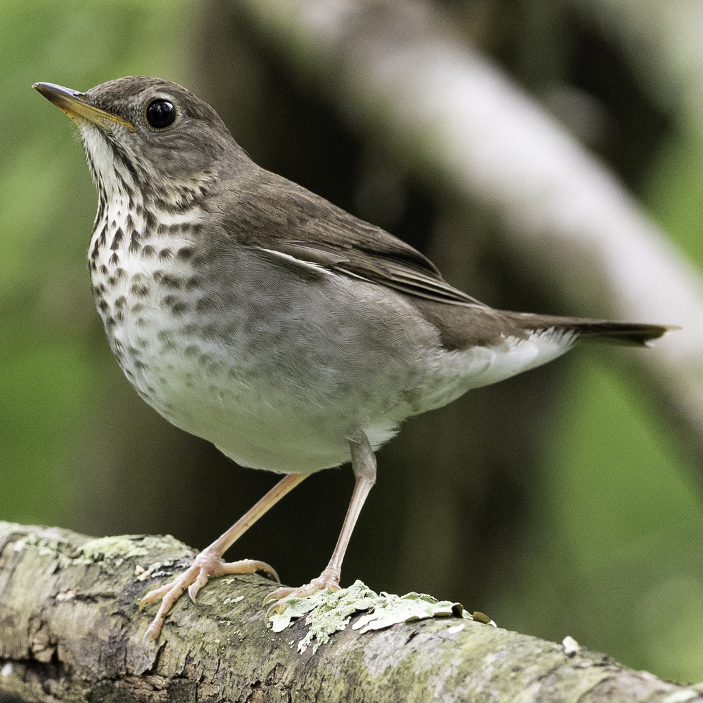 Gray-cheeked Thrush from Rumsey Island on May 8, 2024 at 08:01 AM by ...