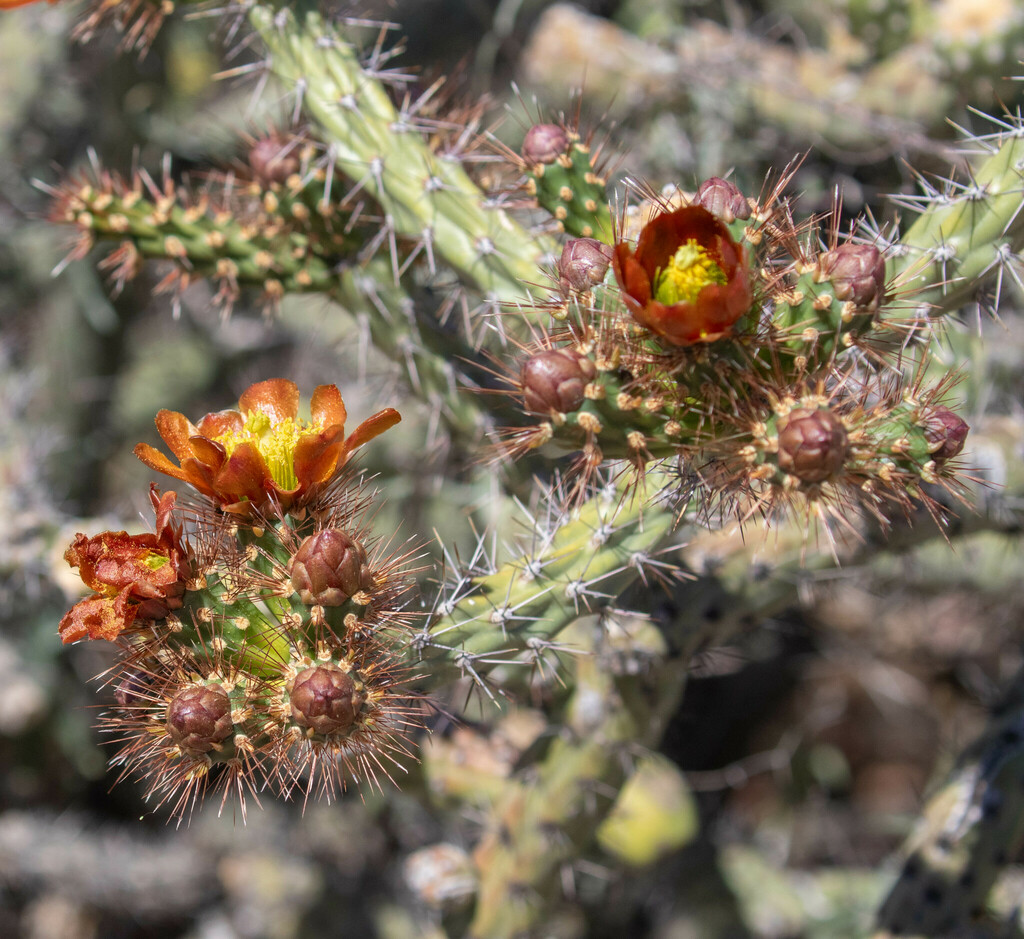 chollas from Pima County, AZ, USA on April 28, 2024 at 09:23 AM by Dan ...