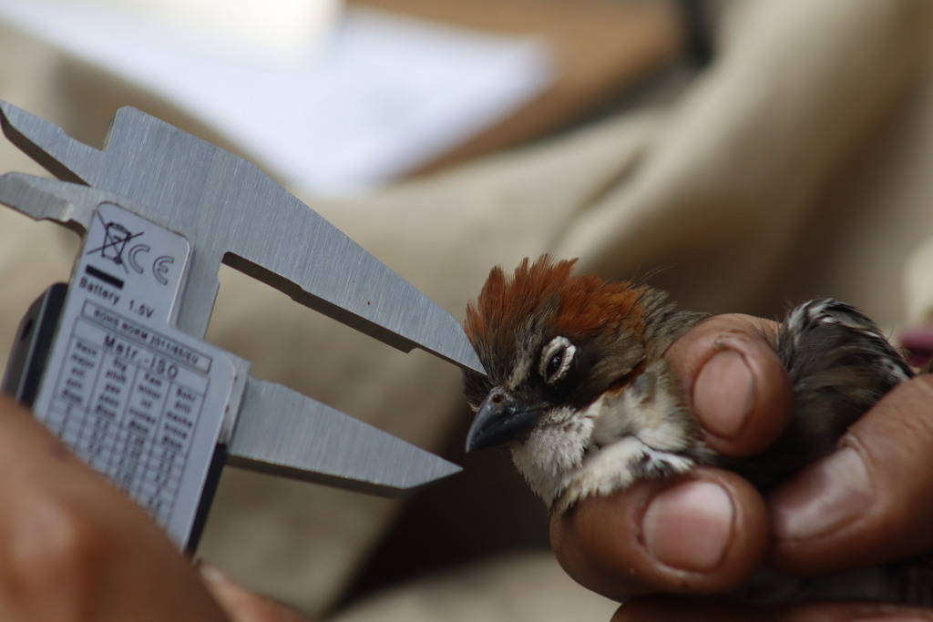 Rusty-crowned Ground-Sparrow from Cuernavaca, Mor., México on May 4 ...