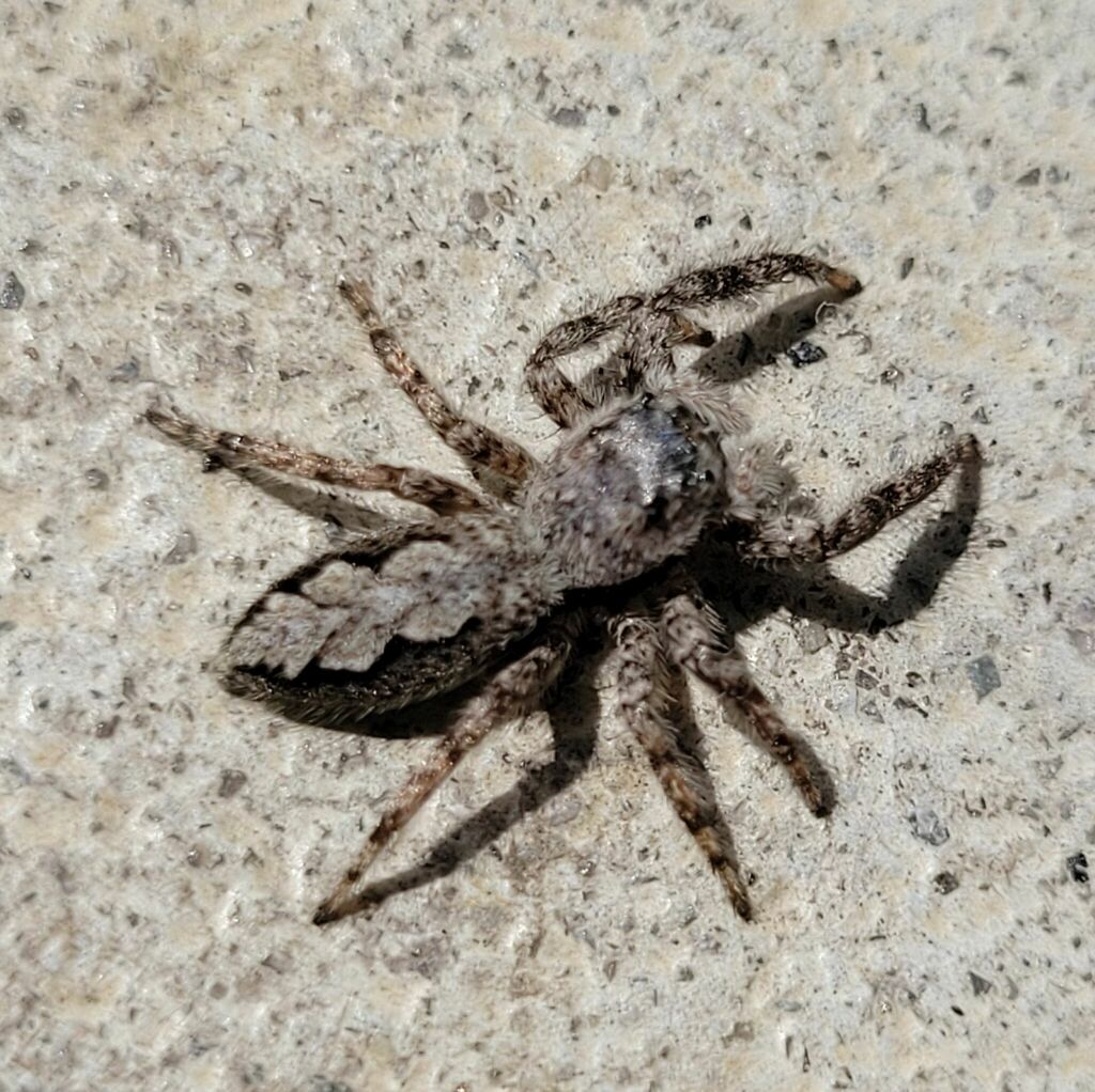Tan Jumping Spider from Essex, ON, Canada on May 5, 2024 at 11:57 AM by ...