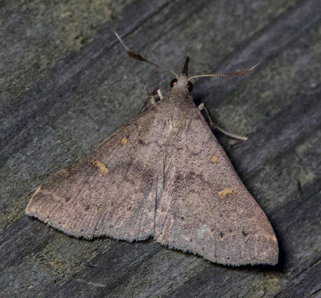 Speckled Renia Moth from Tuckahoe Village, Tuckahoe, VA 23238, USA on ...