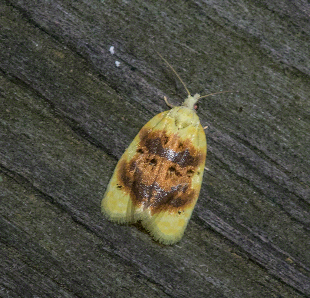 Oak Leafshredder Moth from Tuckahoe Village, Tuckahoe, VA 23238, USA on ...