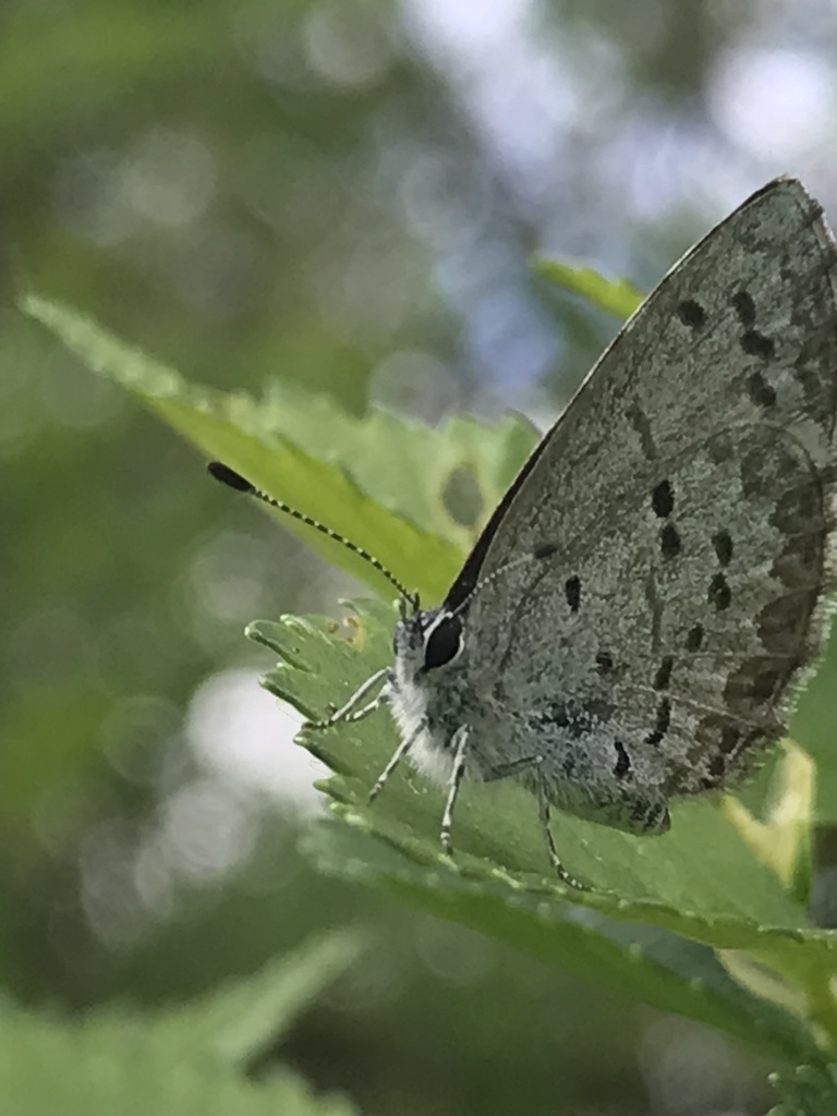 Holarctic Azures from Stoneybrook, London, ON, Canada on May 8, 2024 at ...