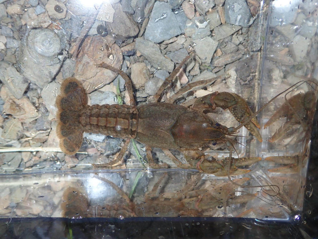 Ambiguous Crayfish from Murray, Georgia, United States on May 3, 2019 ...