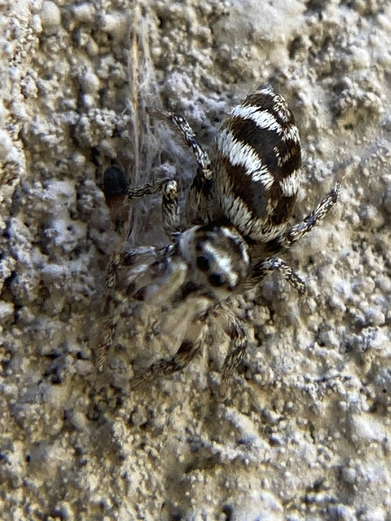 Zebra Jumping Spider from Andover, MN 55304, USA on May 8, 2024 at 01: ...
