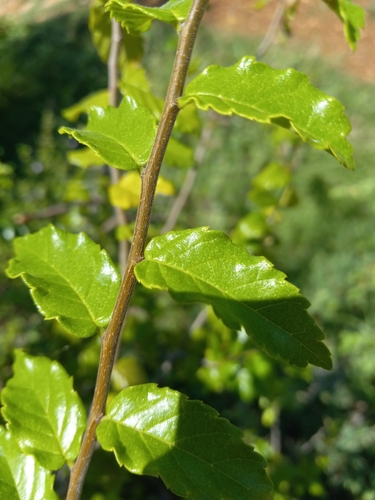 Palo lanza (Phyllostylon rhamnoides)