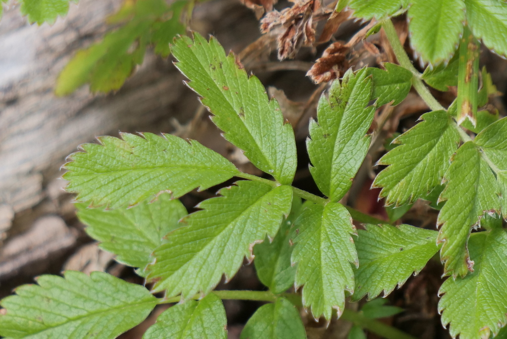 Bidibid from Lago Argentino, Santa Cruz, Argentina on February 12, 2022 ...