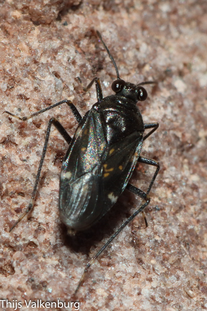 Shore bugs from Al Haouz, Morocco on May 5, 2024 at 01:44 PM by Thijs ...