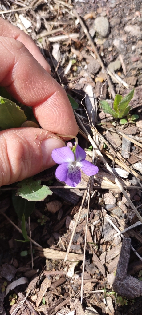 Arrowleaf Violet from Oakland, WI, USA on May 8, 2024 at 02:10 PM by ...