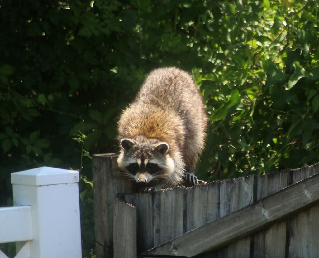 Common Raccoon from Wesley Chapel, FL, USA on May 8, 2024 at 11:16 AM ...