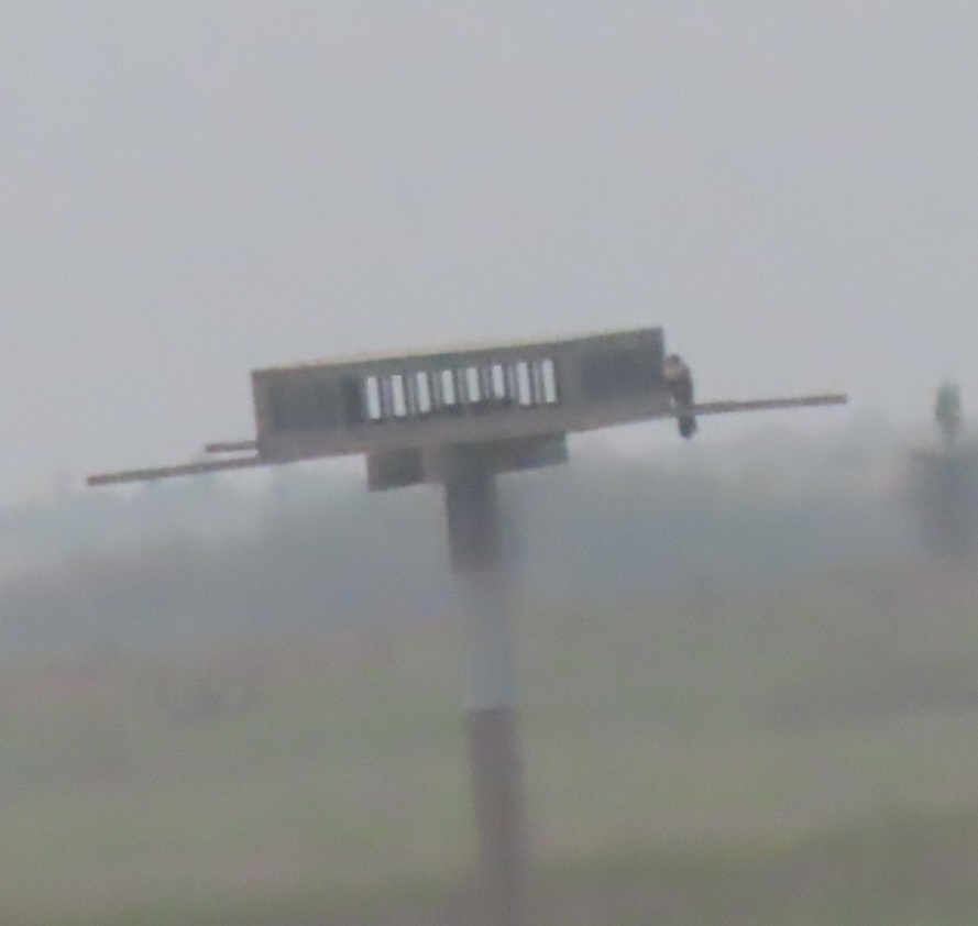 Halcón fajado desde Aplomado Viewing Area, TX-100, Texas, USA el 03 de ...